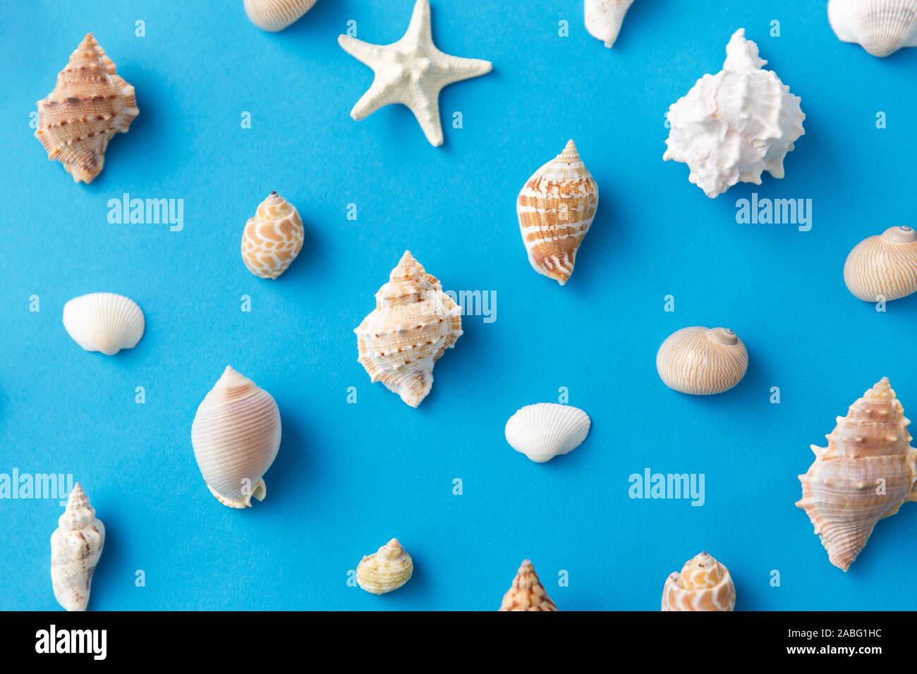 different sea shells on blue background Stock Photo - Alamy