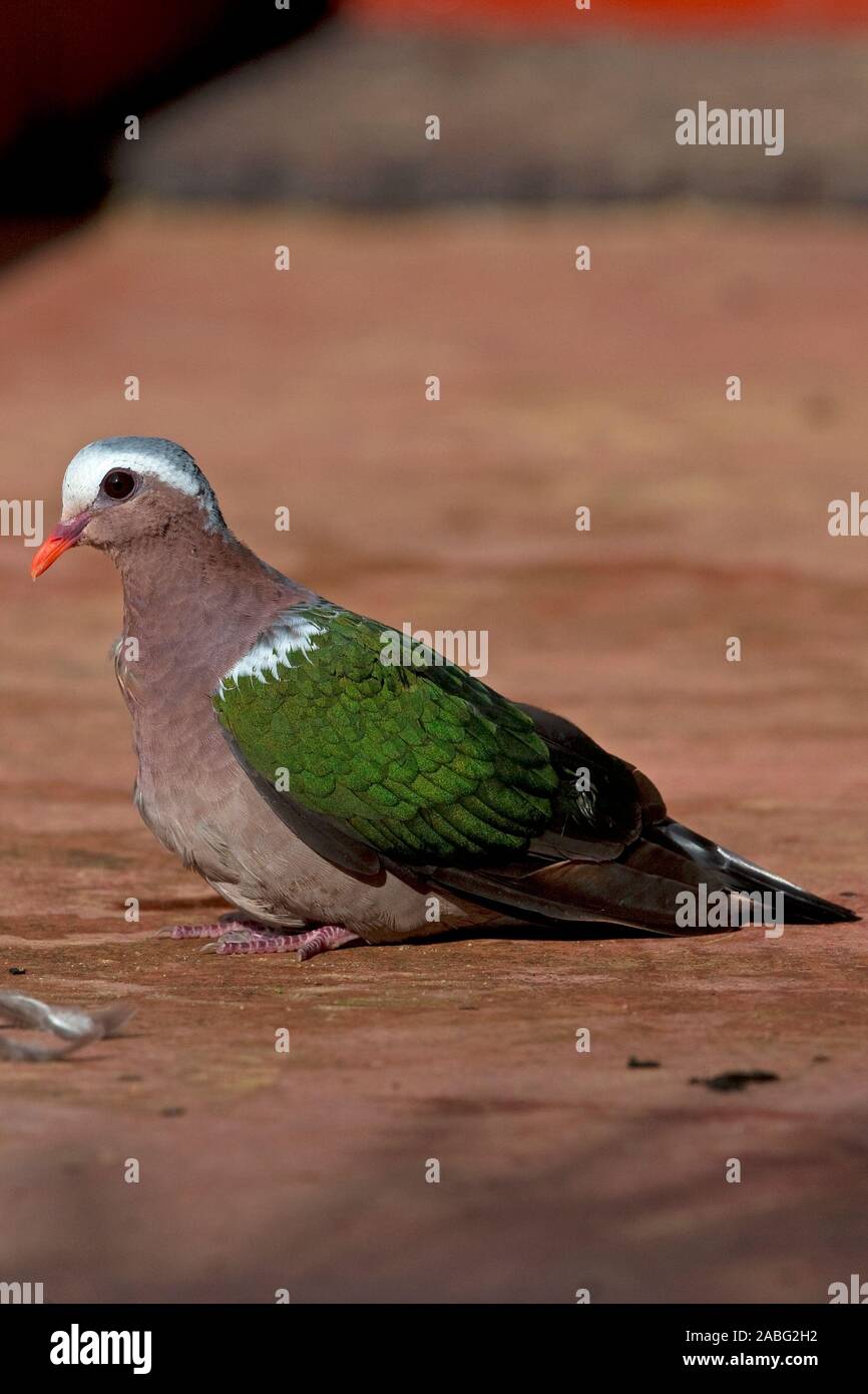 Common Emerald Dove (Chalcophaps indic robinsoni Stock Photo - Alamy
