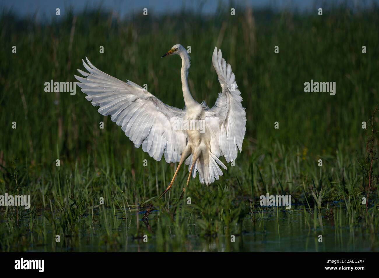 Great egret (Egretta alba), wings spread as it lands, Danube Deltaa ...