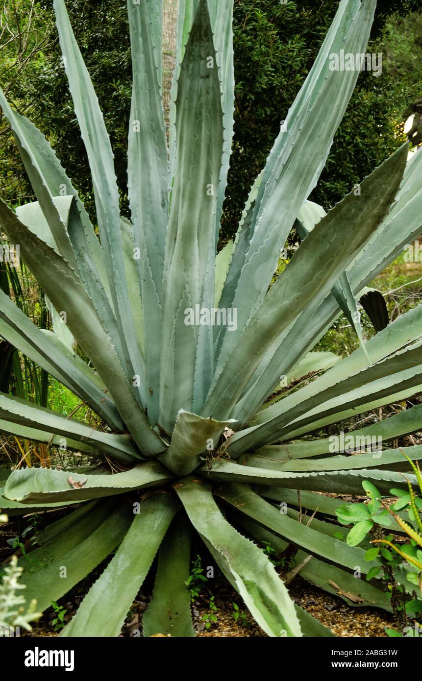 Florida Agave Cactus Stock Photo - Alamy
