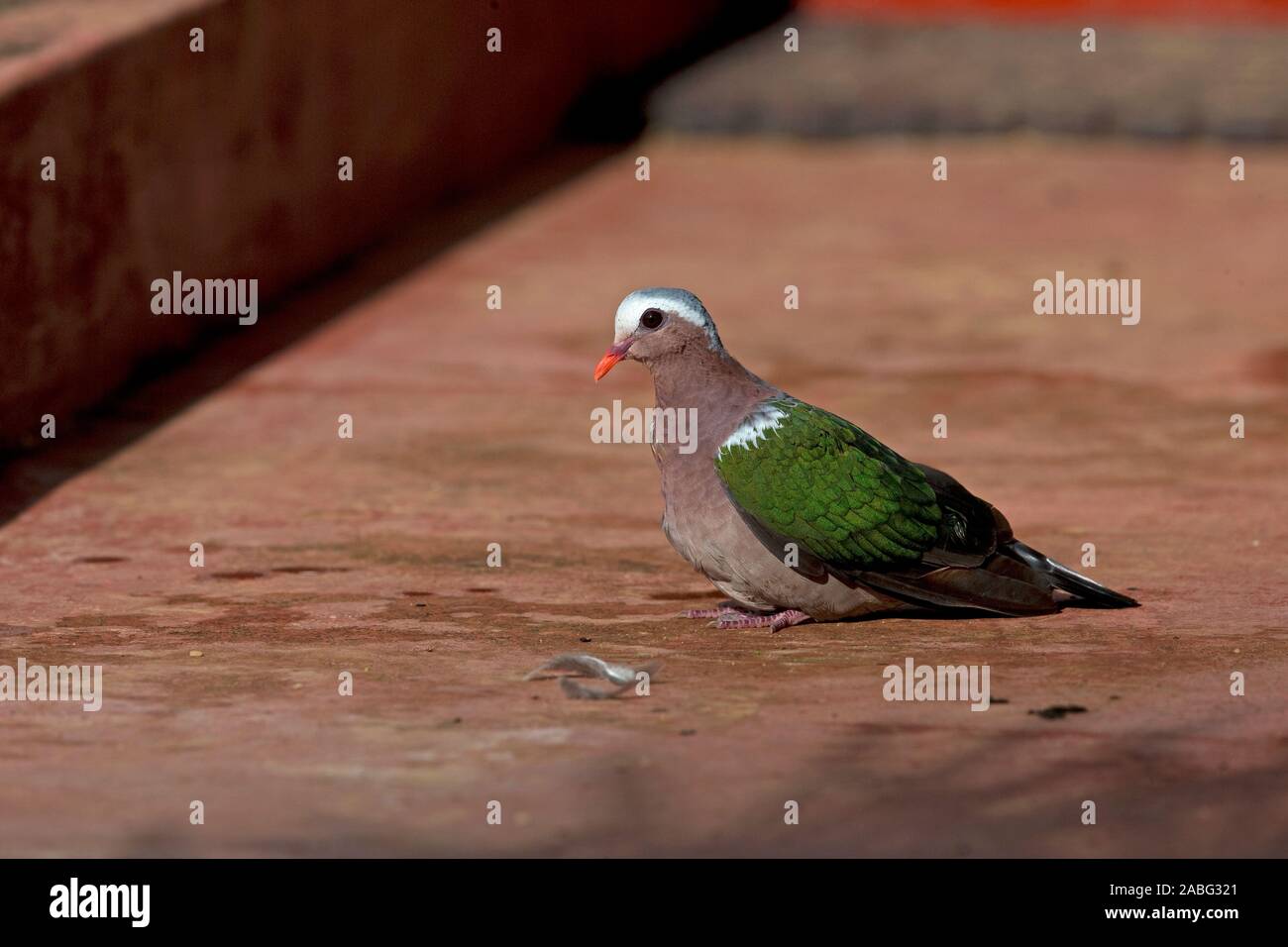 Common Emerald Dove (Chalcophaps indic robinsoni Stock Photo - Alamy
