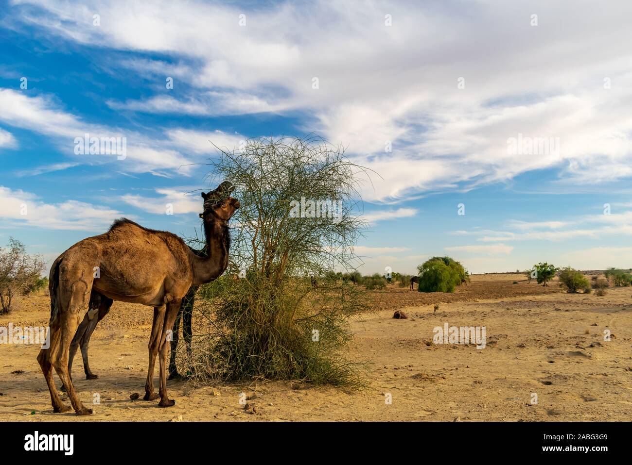Camels in the desert, Jaisalmer Stock Photo - Alamy