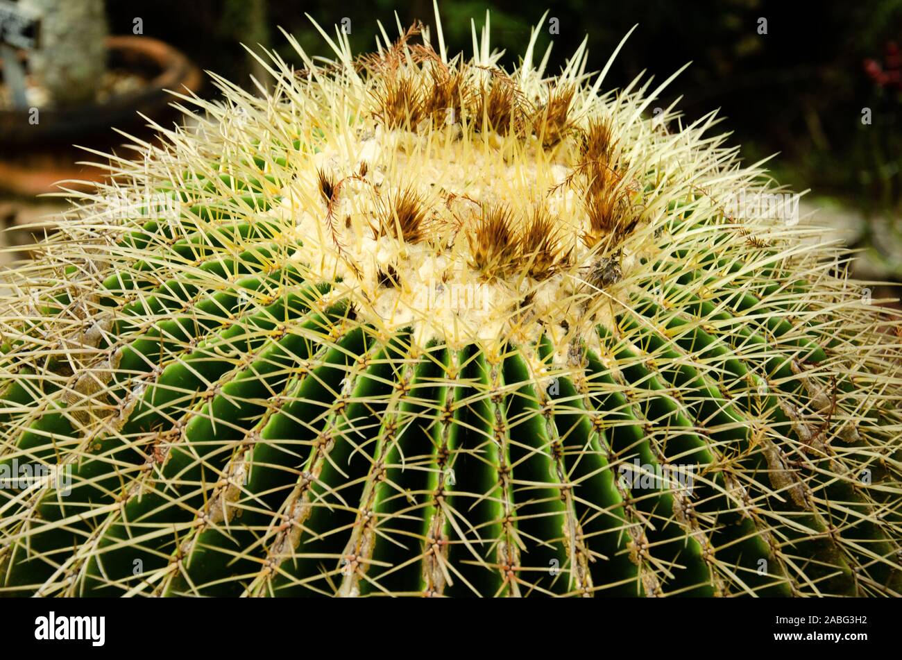 Cacti garden florida hi-res stock photography and images - Alamy