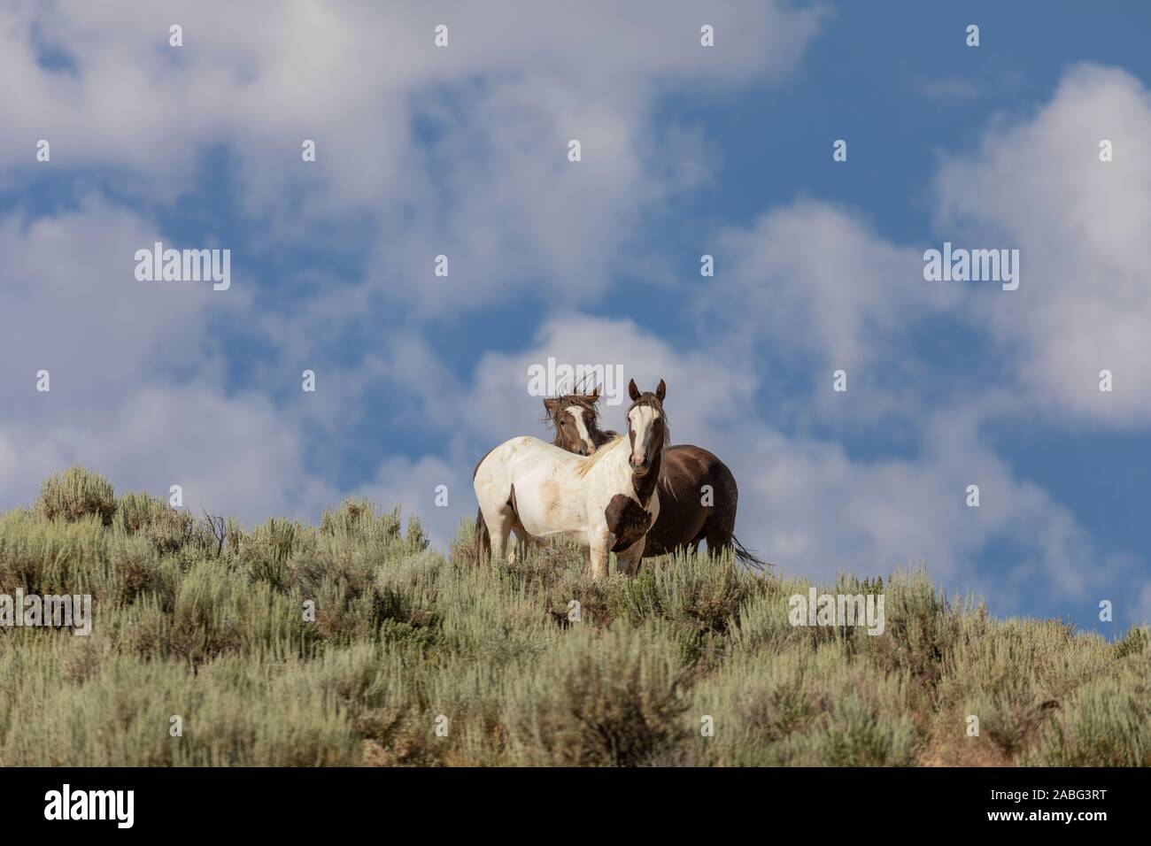 Wild Horses in Sand Wash Basin Colorado in Summer Stock Photo - Alamy