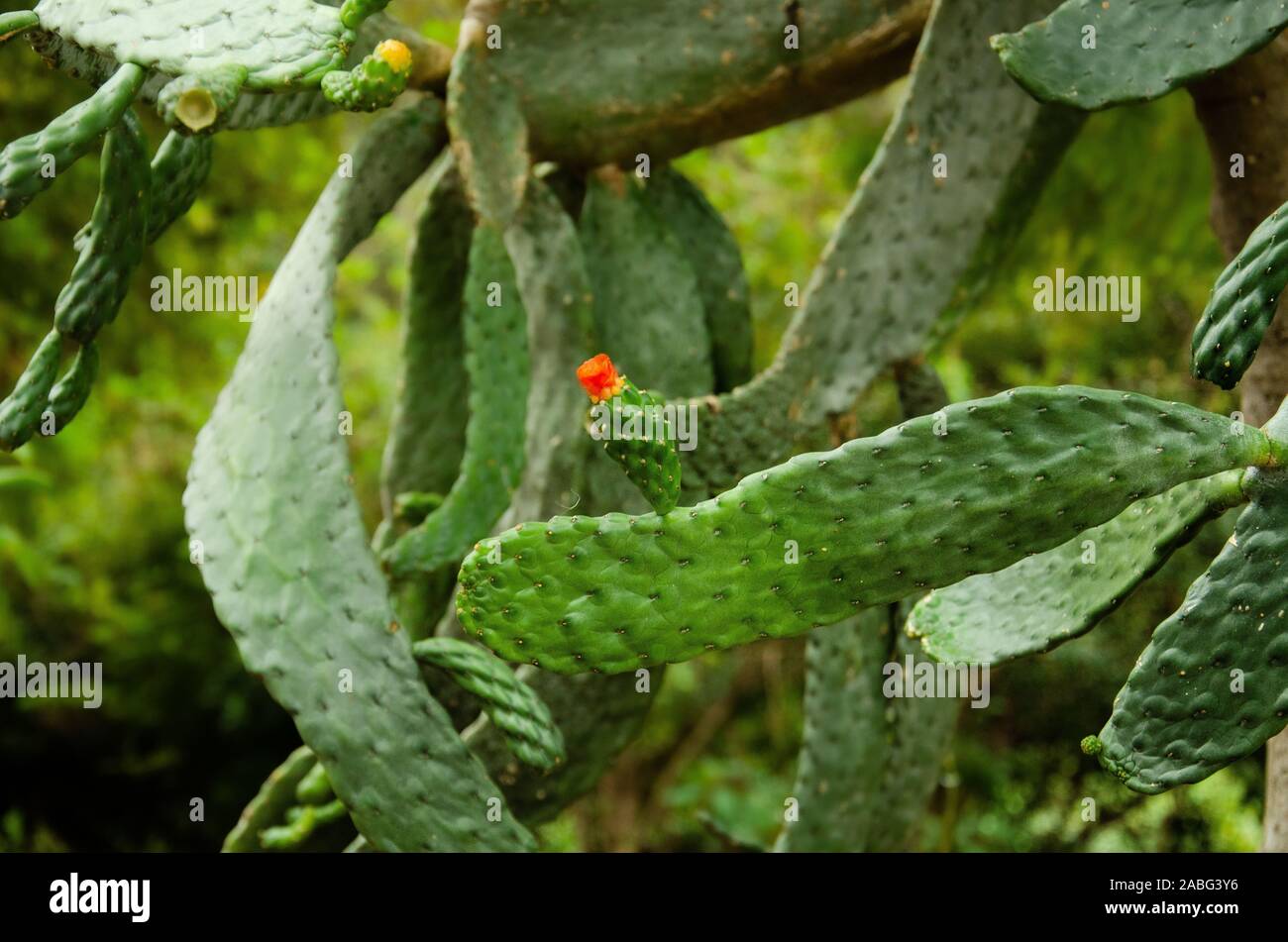 Cacti garden florida hi-res stock photography and images - Alamy