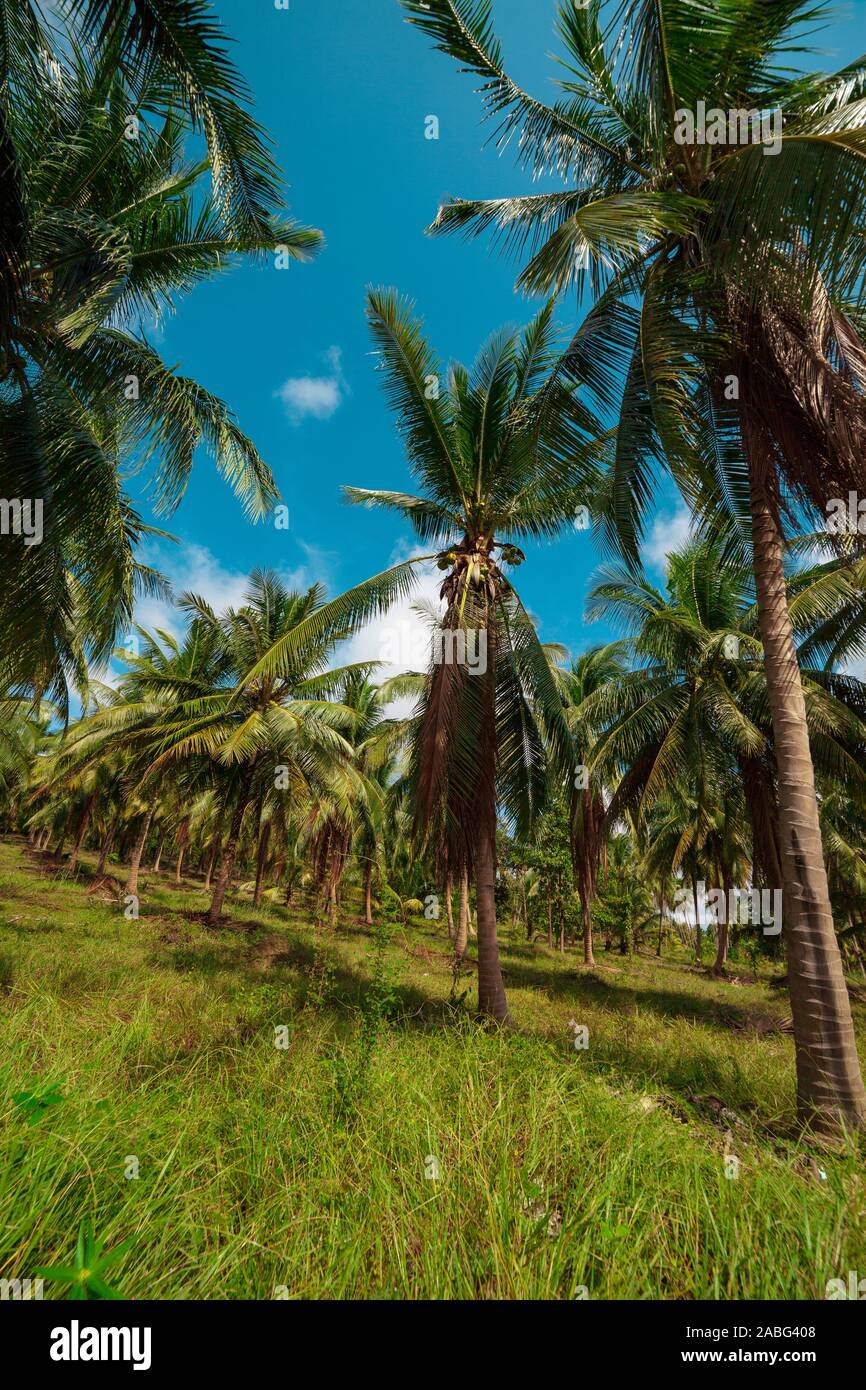 Palm tree abstract view hi-res stock photography and images - Alamy