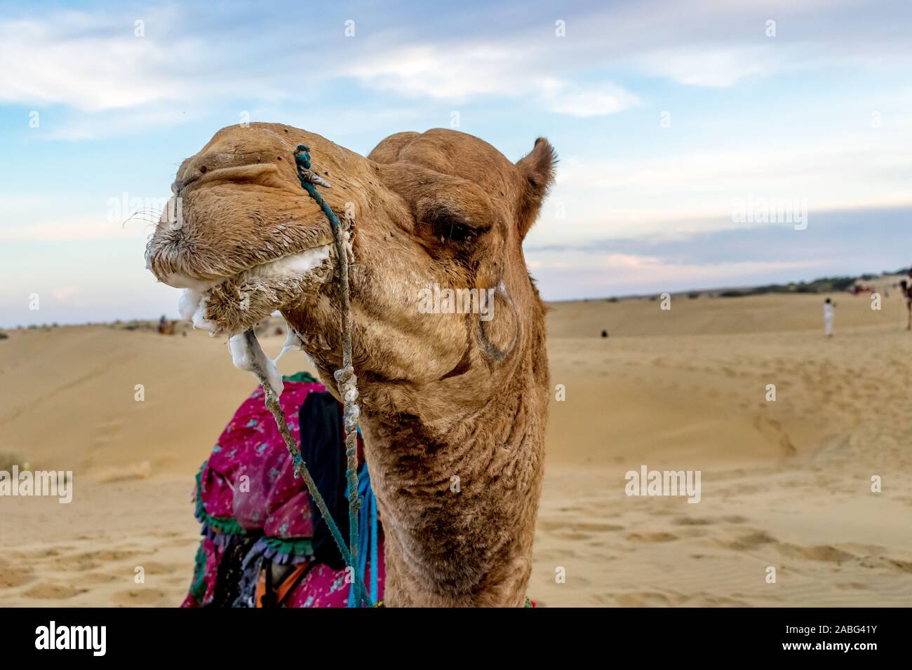 camel close up in a desert Stock Photo - Alamy