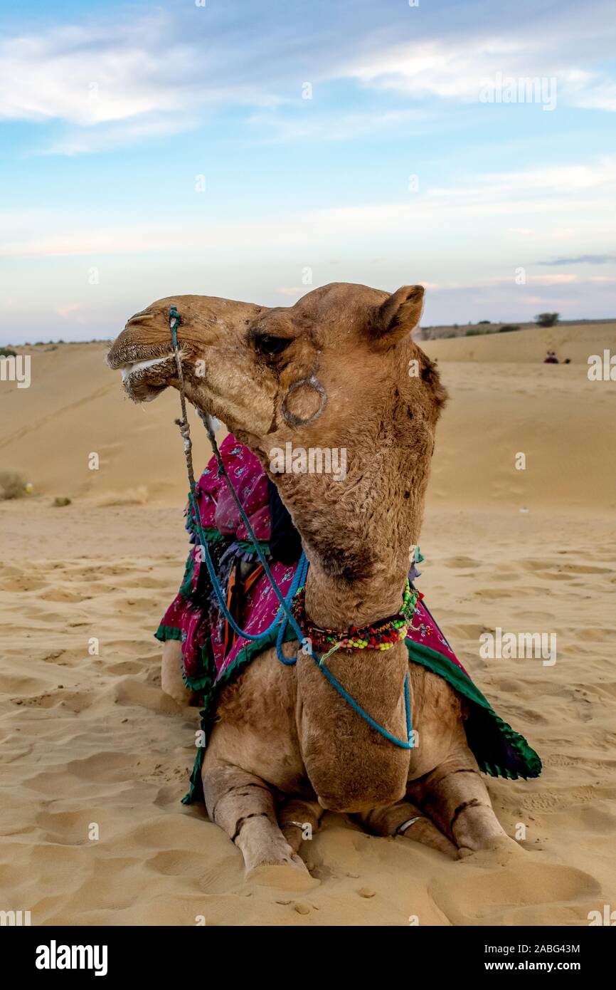 camel close up in a desert Stock Photo - Alamy