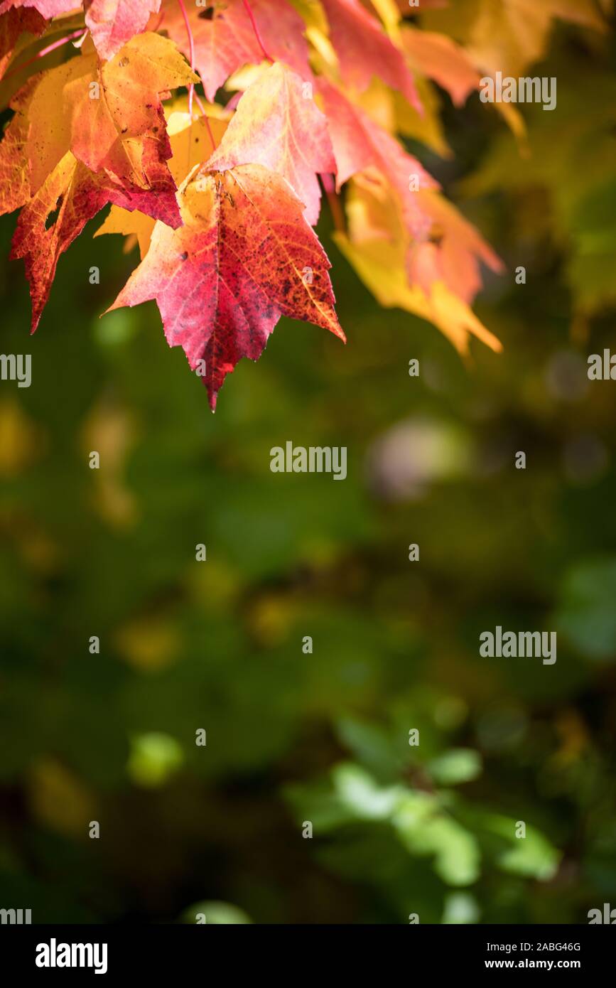 Red and golden maple leaves in the falls in New Brunswick Stock Photo ...