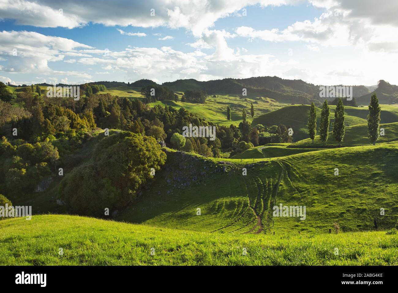 New Zealand Countryside Scenery, Waitomo Area Stock Photo - Alamy