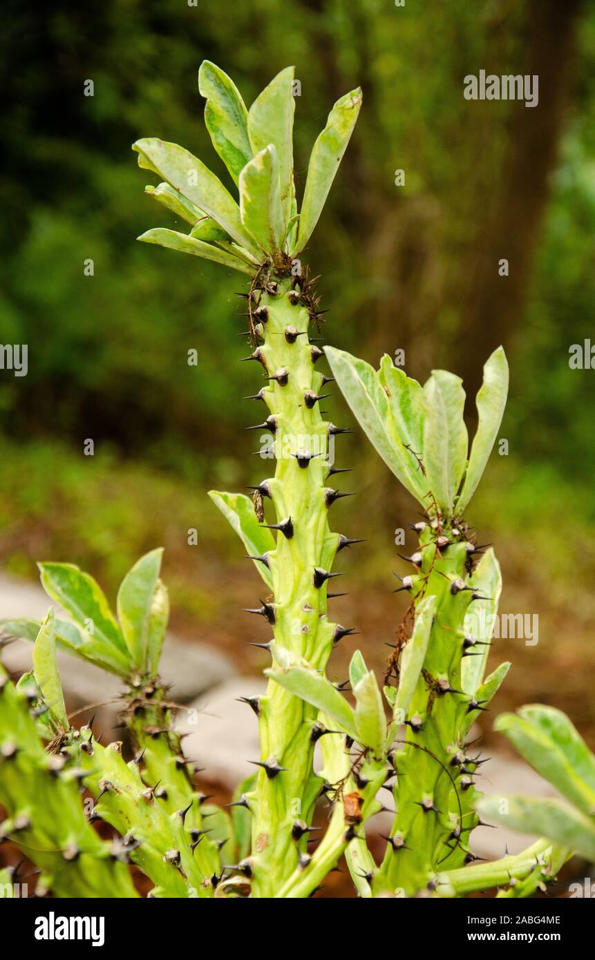 Desert oasis cactus hi-res stock photography and images - Alamy