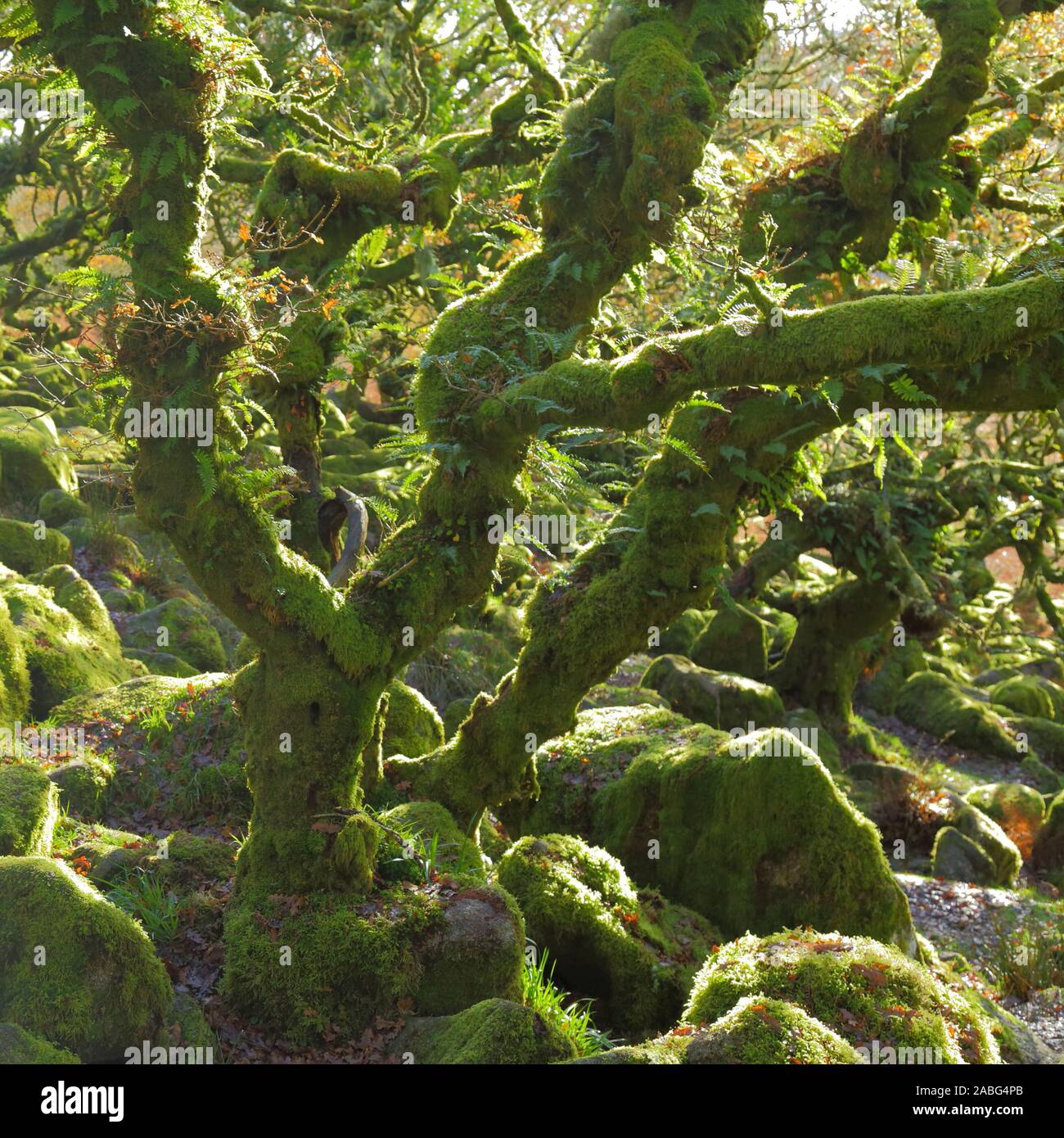 Ancient forest Wistman's Wood near Two Bridges in Dartmoor, Devon ...