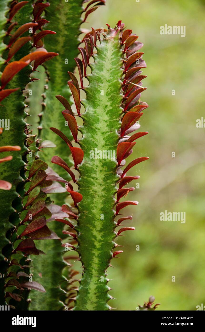 Desert oasis cactus hi-res stock photography and images - Alamy