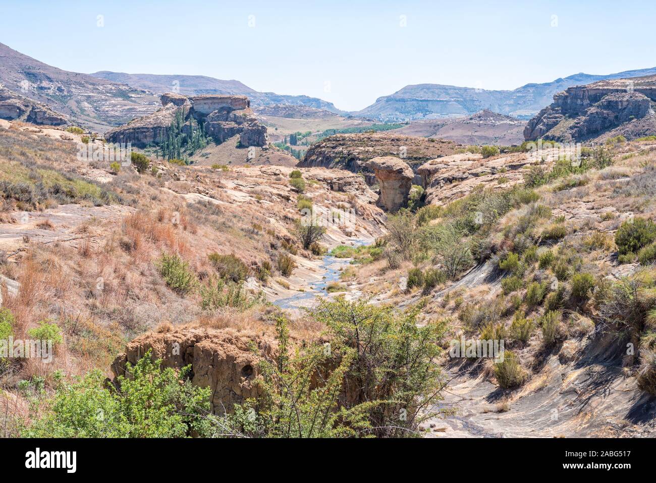 Cannibal tree hi-res stock photography and images - Alamy
