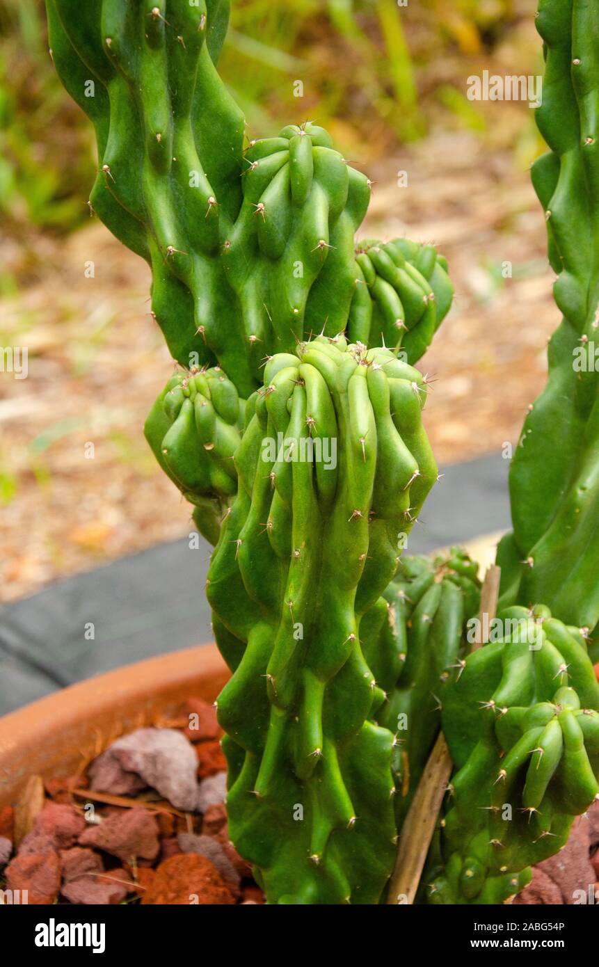 Unique cactus photographed at the Florida Botanical Garden in Largo ...