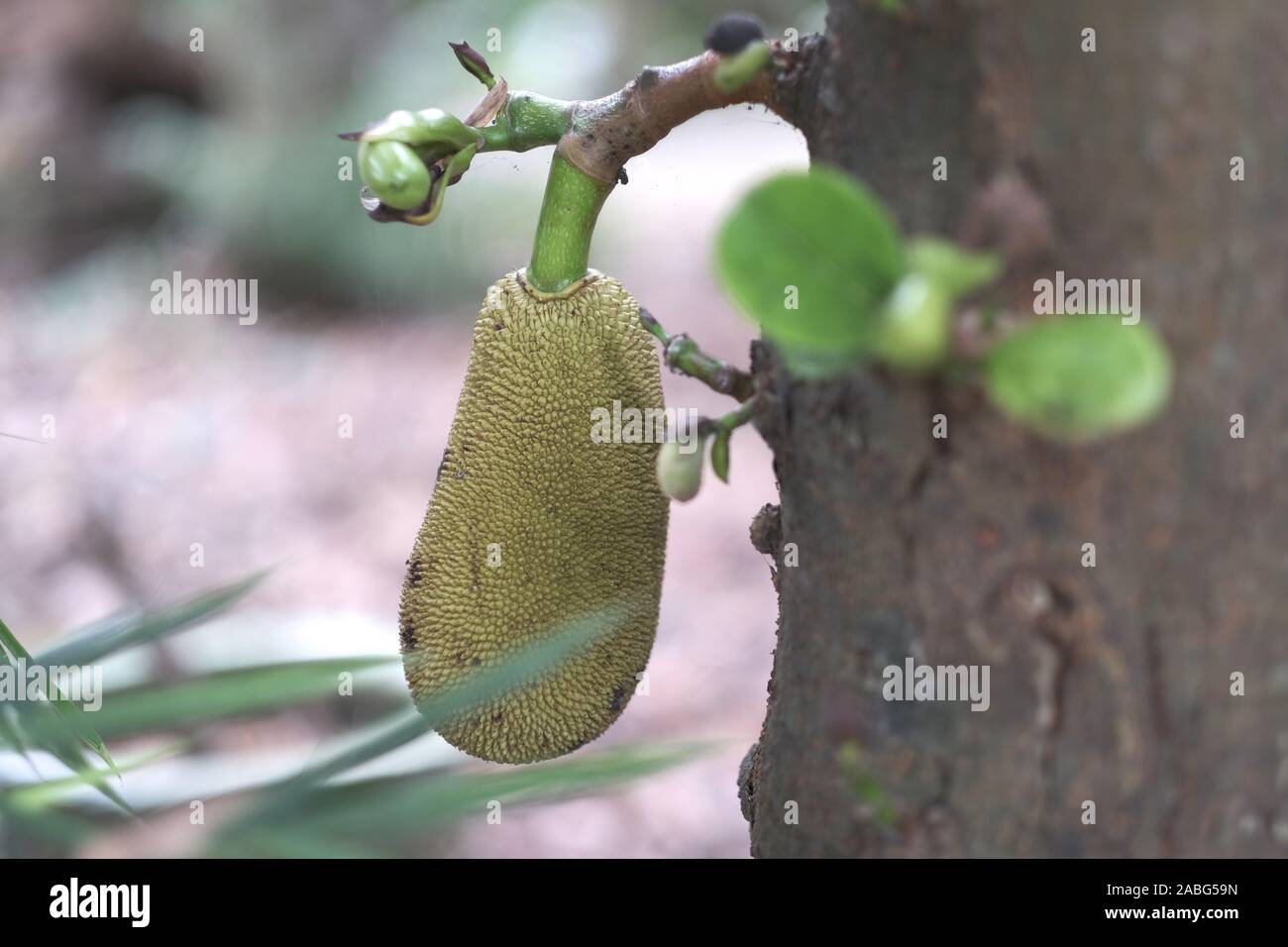 Exotic green rough copper fruits of Indian breadfruit with leaves on ...