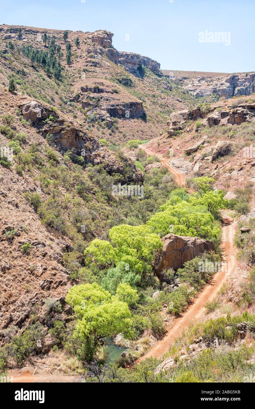 Cannibal tree hi-res stock photography and images - Alamy