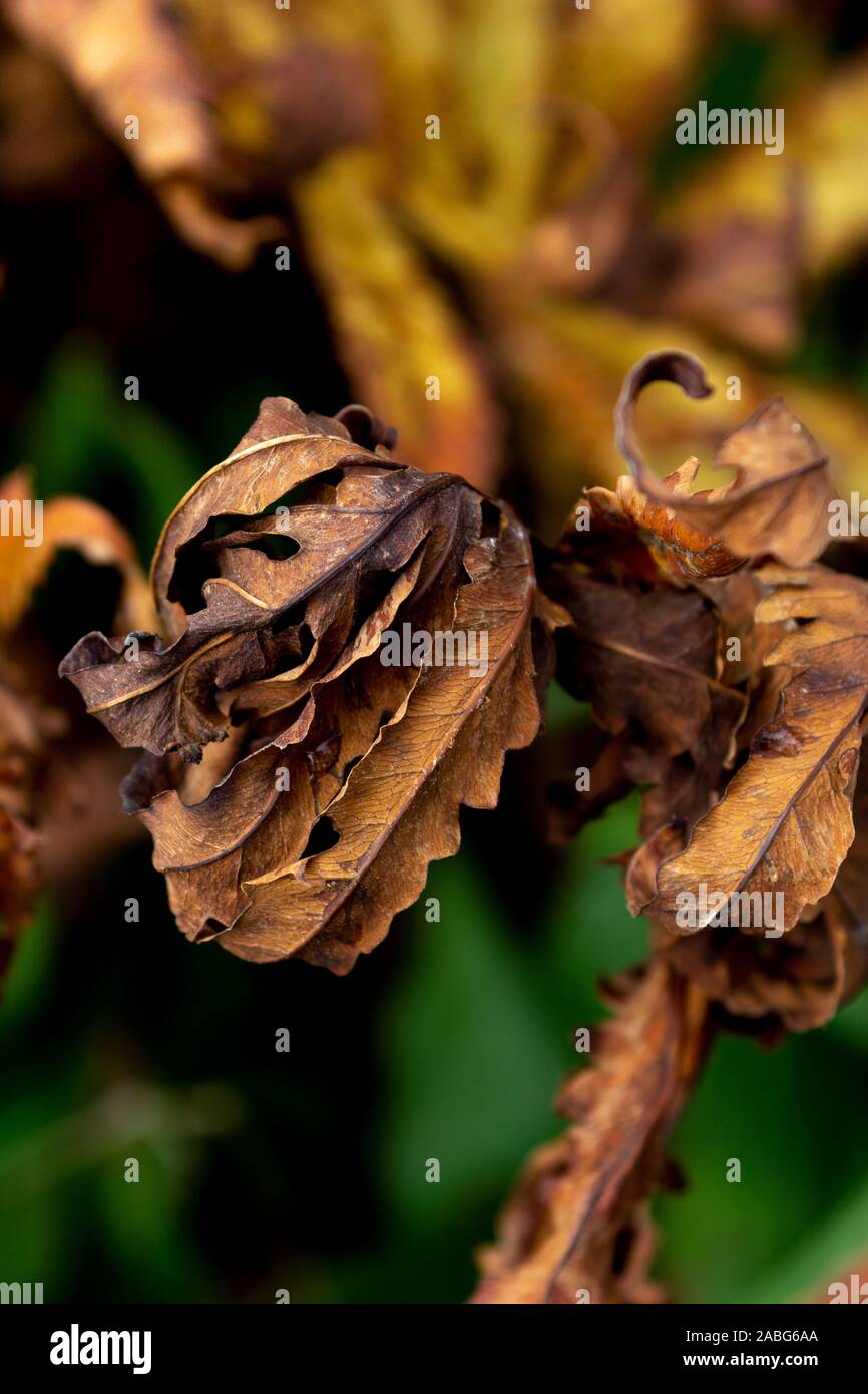 Crooked plan hi-res stock photography and images - Alamy