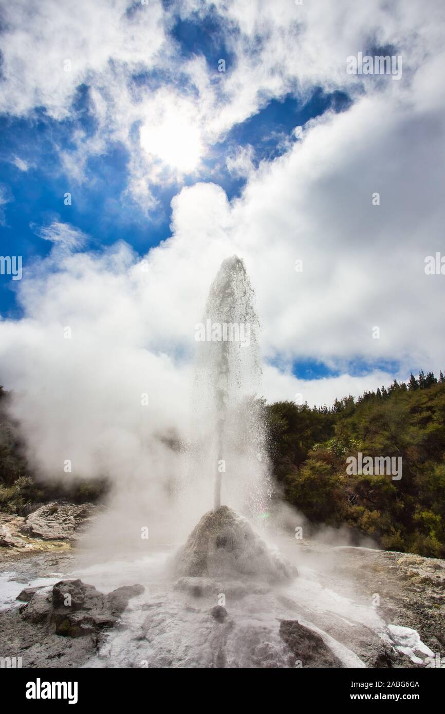 Lady Knox Geyser while Erupting in Wai-O-Tapu Geothermal Area, New ...