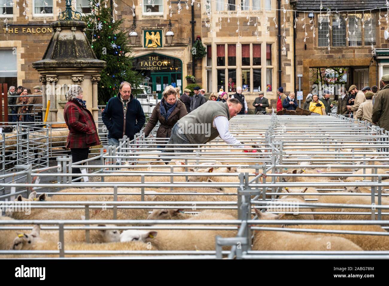 Uppingham fatstock show hi-res stock photography and images - Alamy