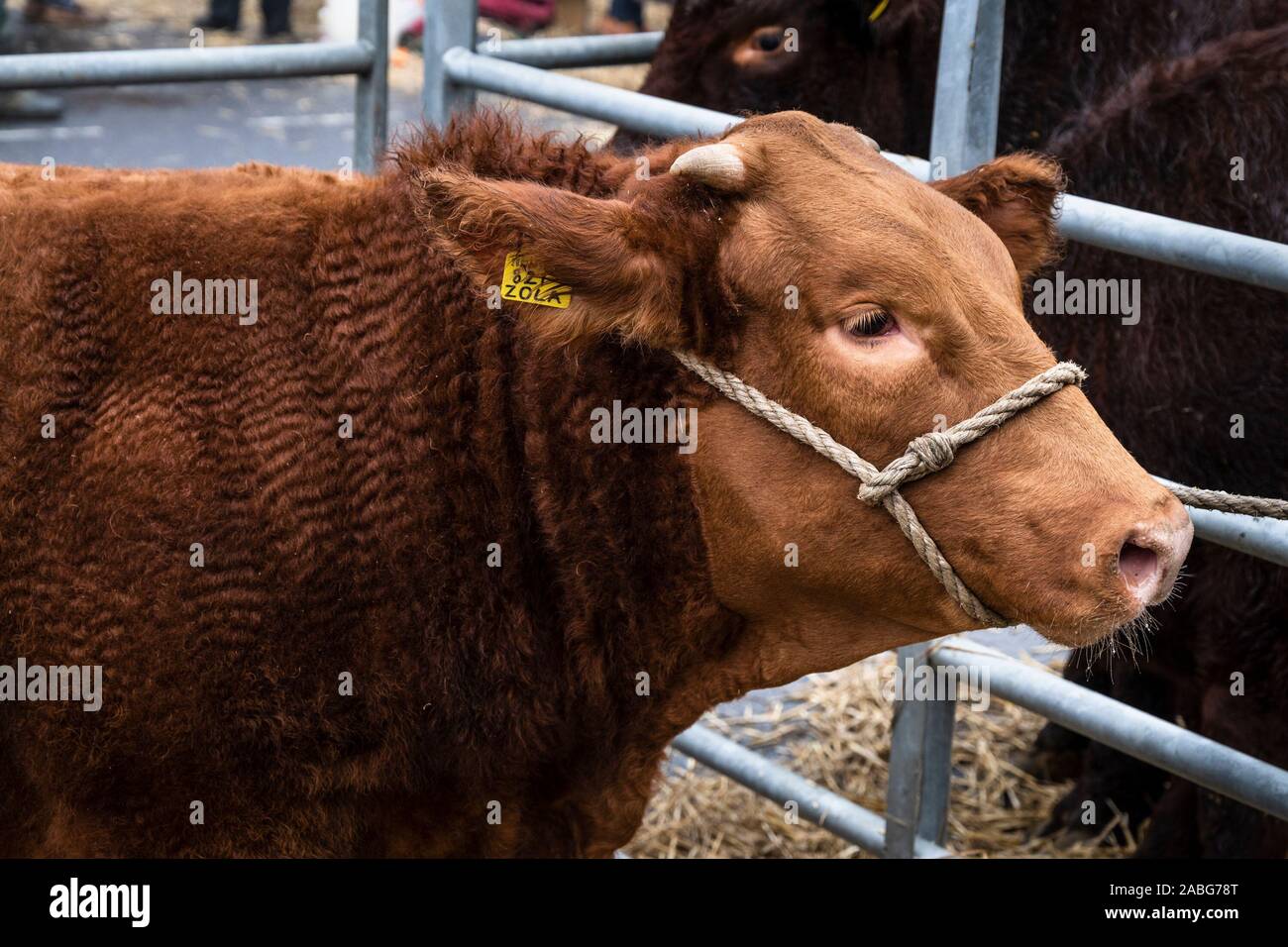 Uppingham fatstock show hi-res stock photography and images - Alamy