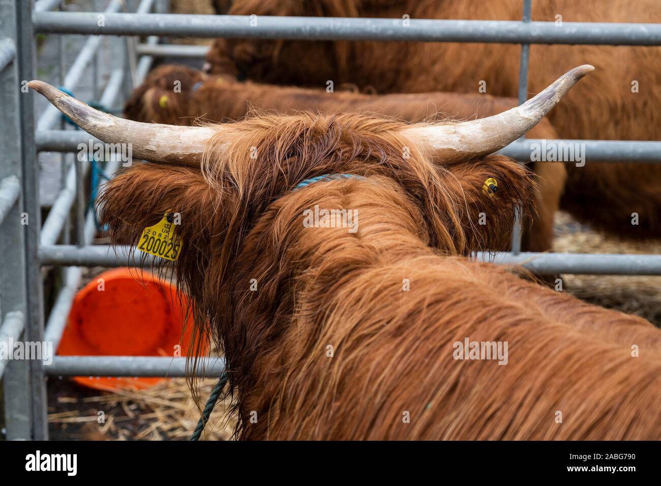 Uppingham fatstock show hi-res stock photography and images - Alamy