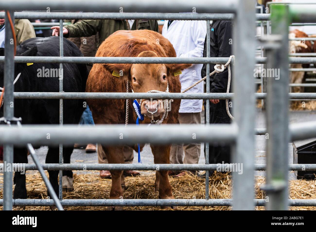 Uppingham fatstock show hi-res stock photography and images - Alamy