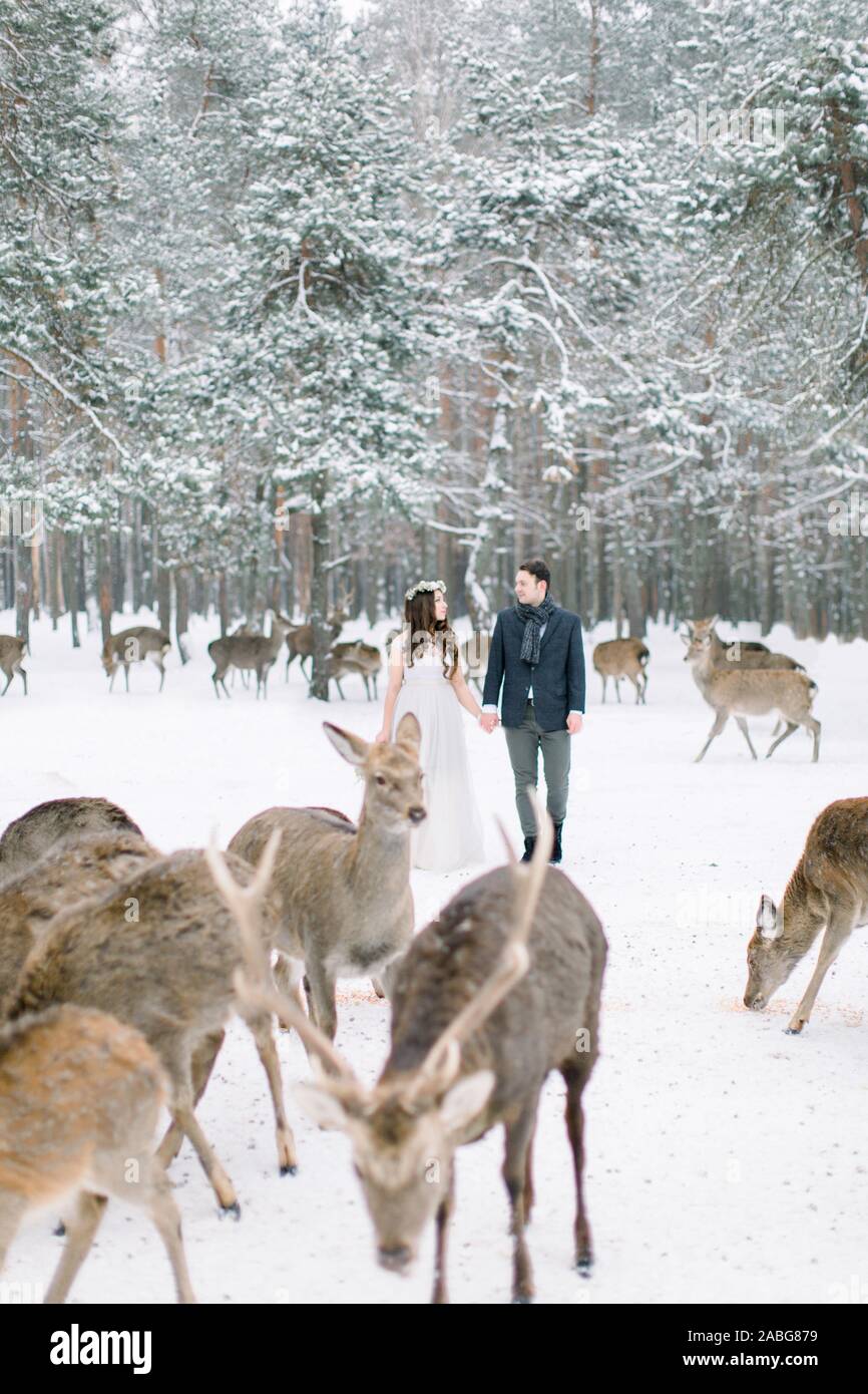 A herd of deer in winter snowy forest, beautiful bride and groom ...