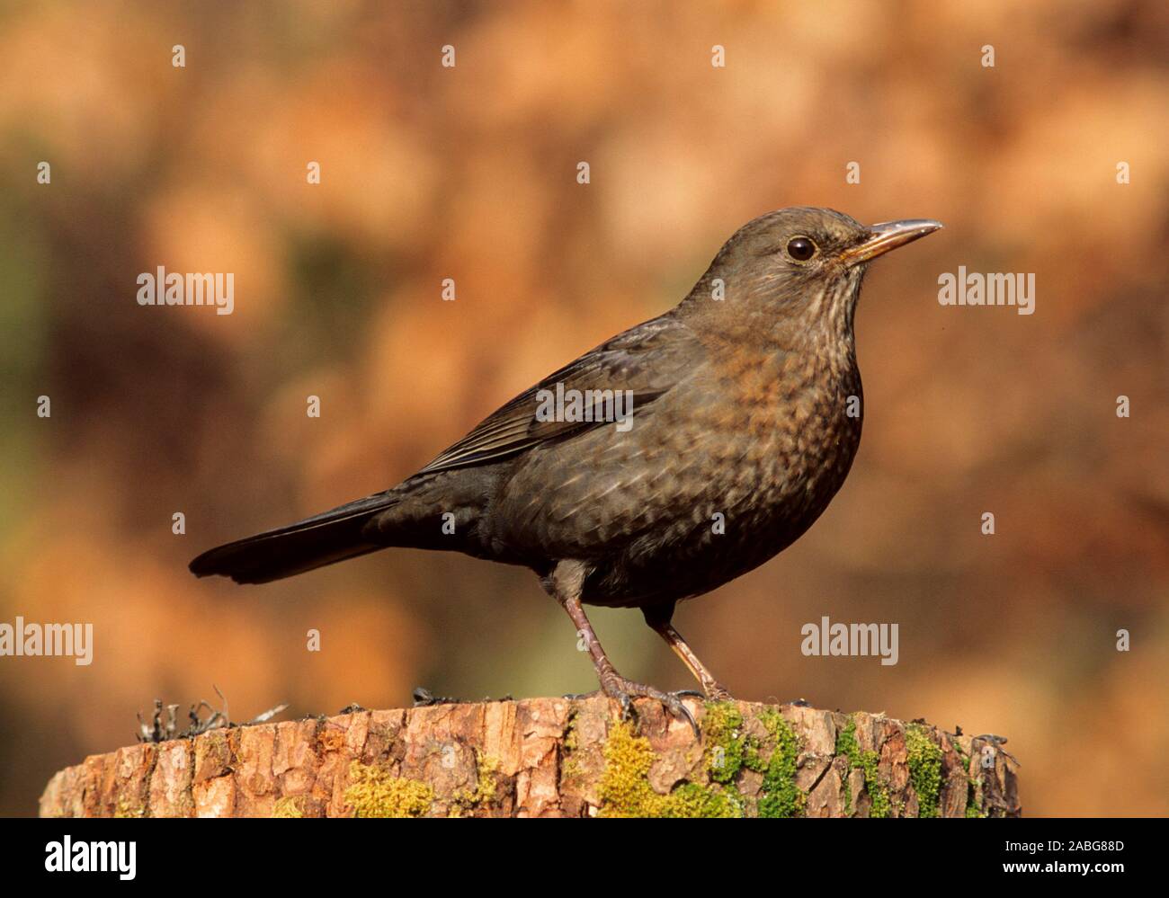 Tiere, Voegel, Amsel, Animals, Birds, Turdus merula, Blackbird, Merle ...