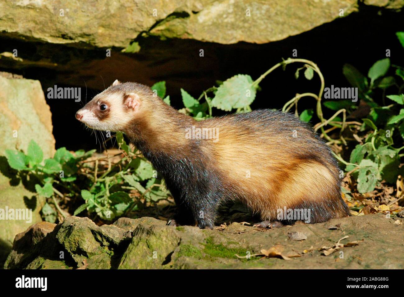Europaeischer iltis hi-res stock photography and images - Alamy