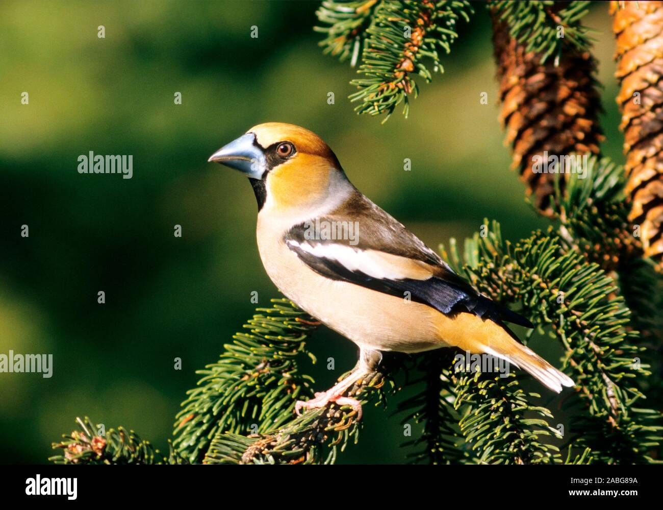 Tier, Vogel, Fink, Finch, Kernbeisser, seitlich, (coccothraustes ...