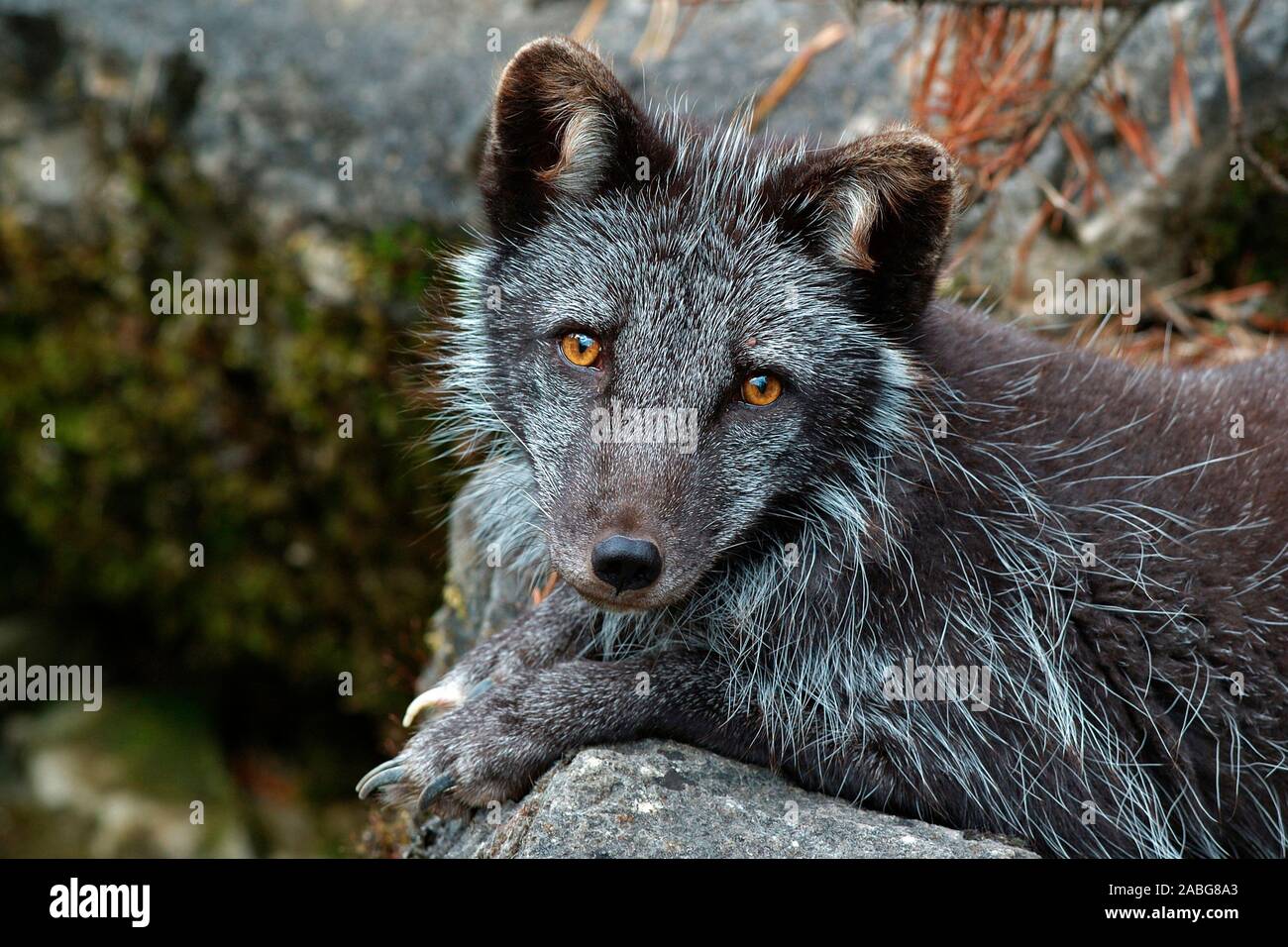 Eisfuchs, Polarfuchs (Alopex lagopus, Vulpes lagopus) Arctic Fox ï ...