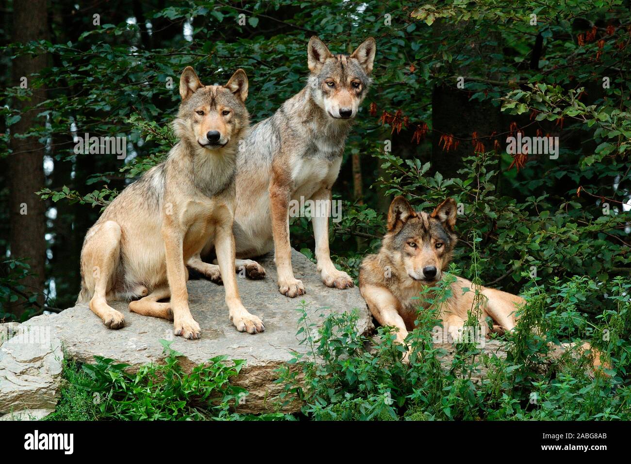 Mackenzie valley wolf canis lupus occidentalis hi-res stock photography ...