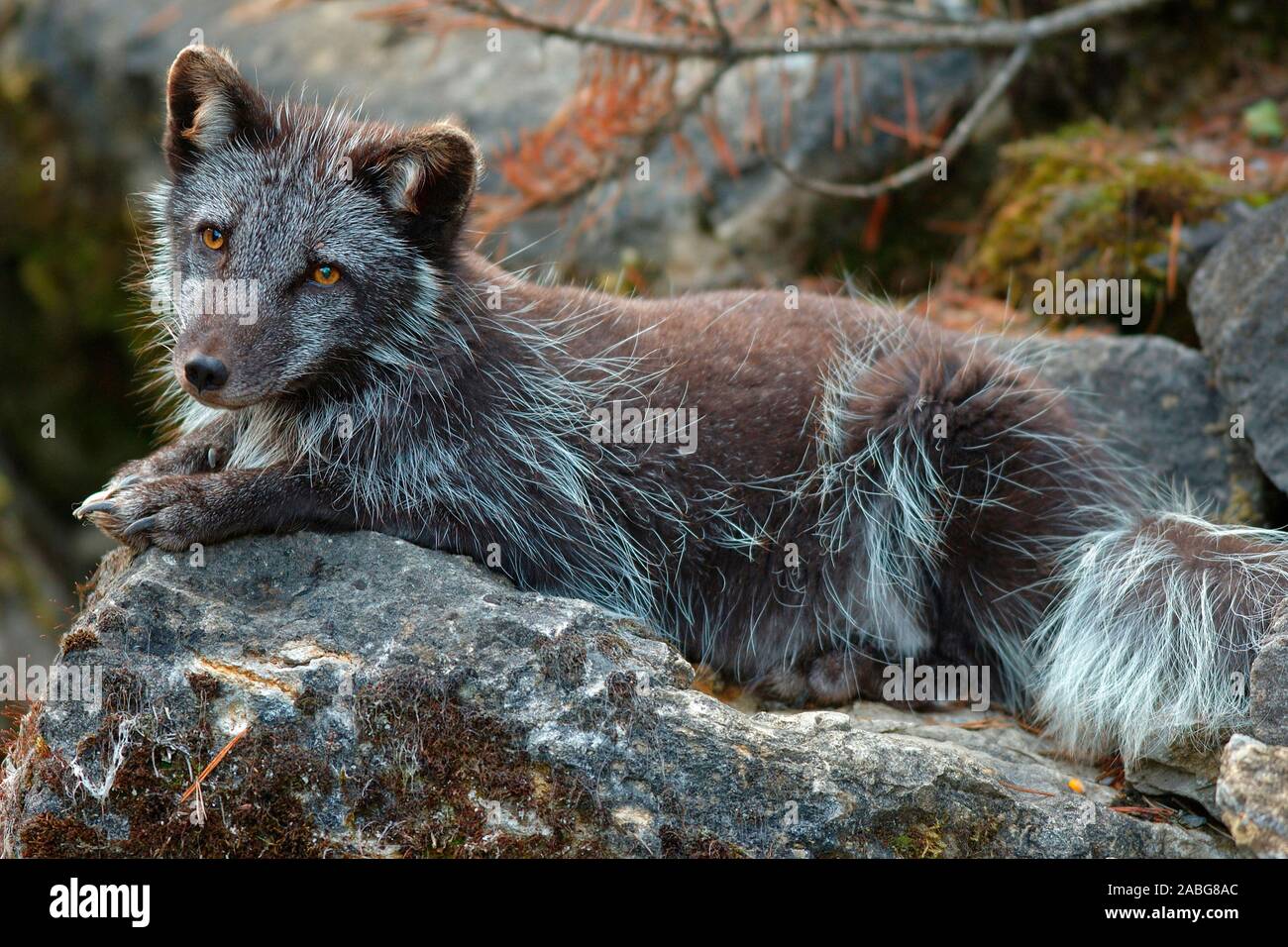 Eisfuchs, Polarfuchs (Alopex lagopus, Vulpes lagopus) Arctic Fox ï ...