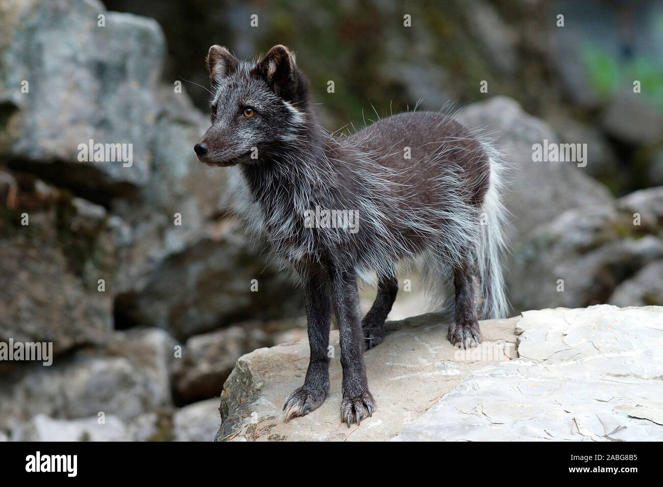 Eisfuchs, Polarfuchs (Alopex lagopus, Vulpes lagopus) Arctic Fox ï ...