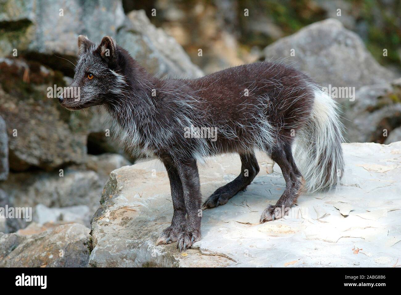 Eisfuchs, Polarfuchs (Alopex lagopus, Vulpes lagopus) Arctic Fox ï ...