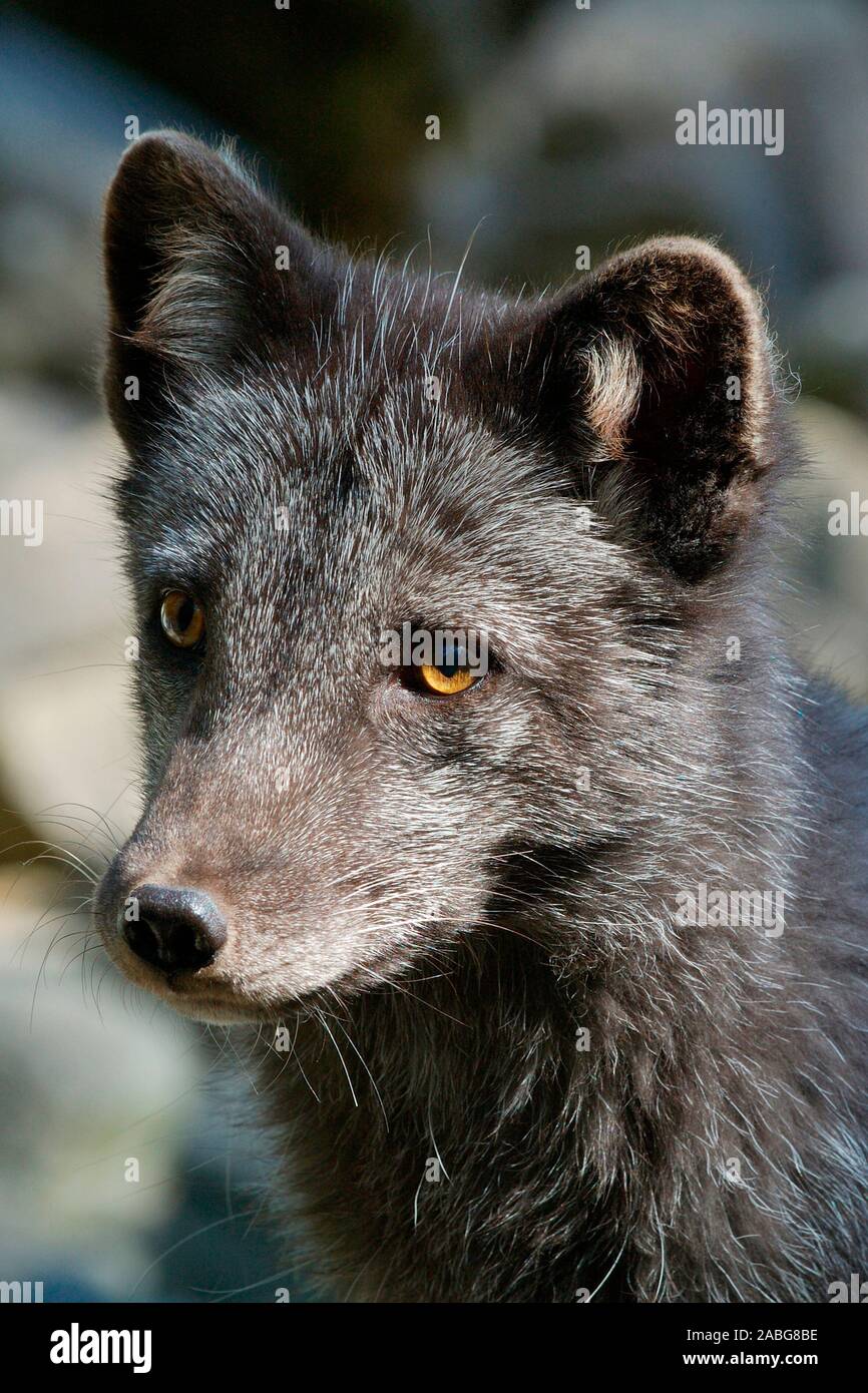 Eisfuchs, Polarfuchs (Alopex lagopus, Vulpes lagopus) Arctic Fox ï ...