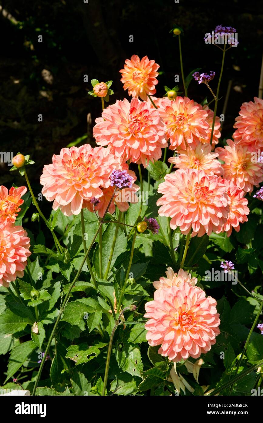 Scottish plants hi-res stock photography and images - Alamy