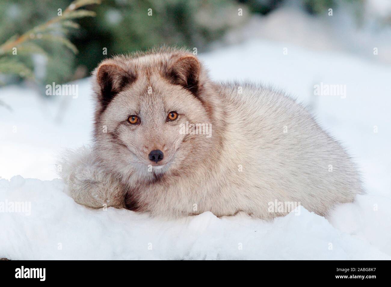 Eisfuchs, Polarfuchs (Alopex lagopus, Vulpes lagopus) Arctic Fox ï ...