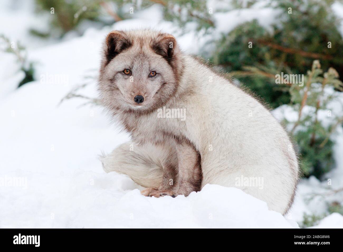 Eisfuchs, Polarfuchs (Alopex lagopus, Vulpes lagopus) Arctic Fox ï ...