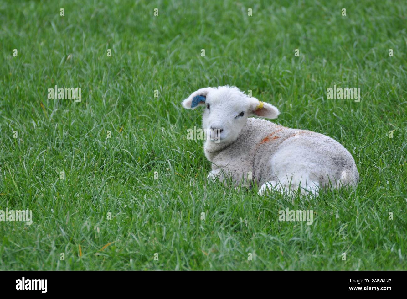 Newborn cute baby Welsh lamb lying down in grassy field looking towards ...