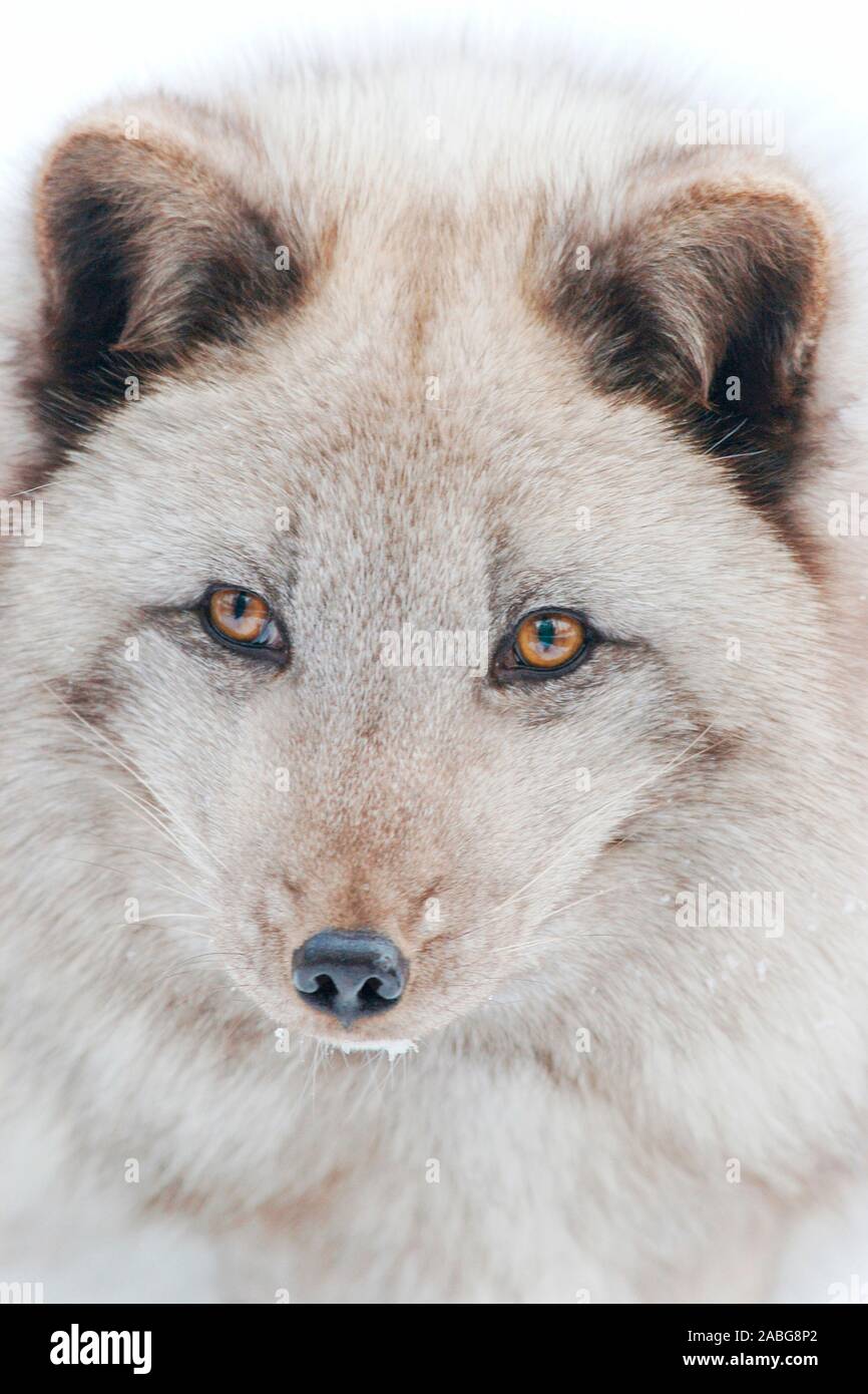 Eisfuchs, Polarfuchs (Alopex lagopus, Vulpes lagopus) Arctic Fox ï ...