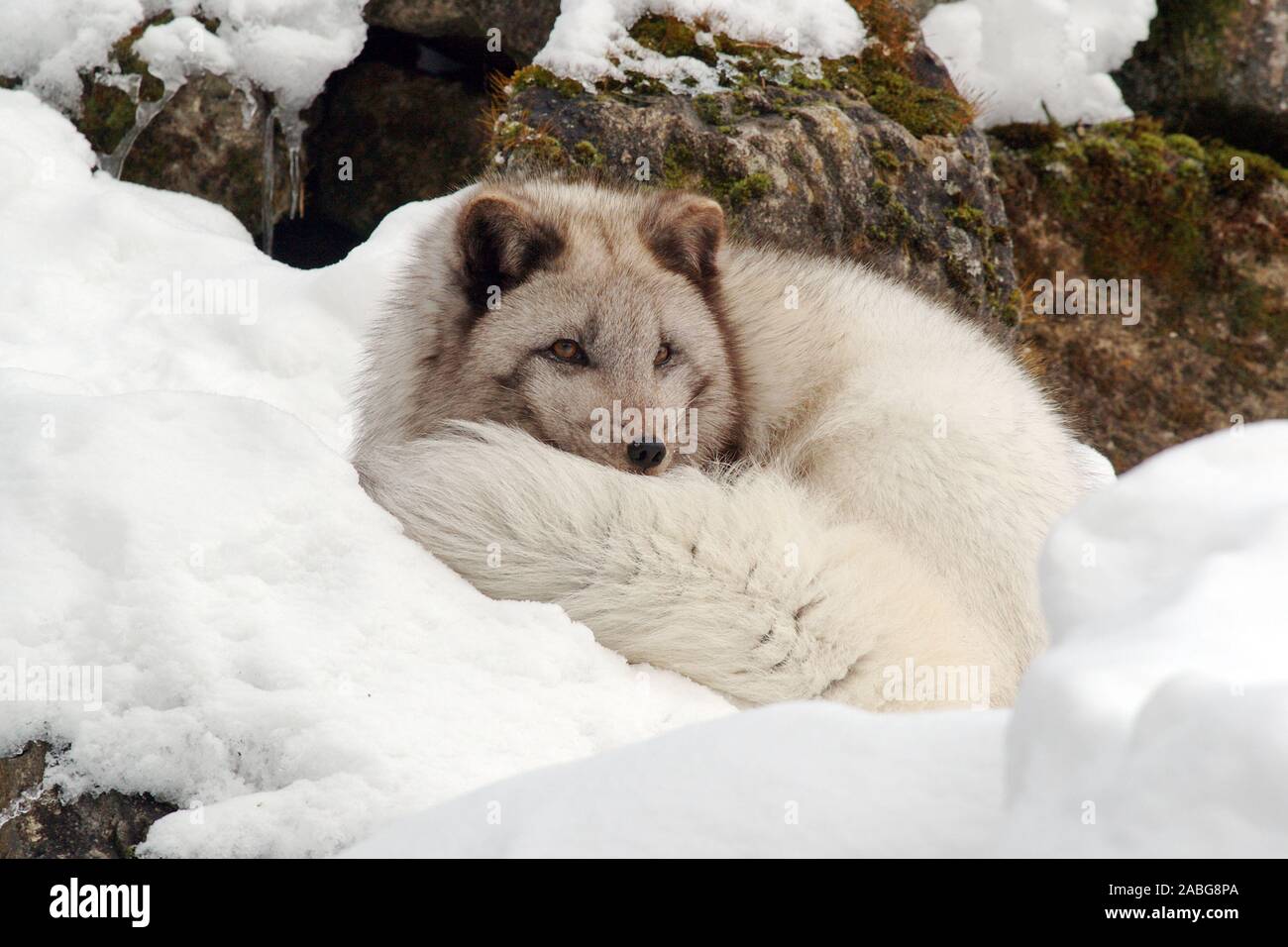 Eisfuchs, Polarfuchs (Alopex lagopus, Vulpes lagopus) Arctic Fox ï ...