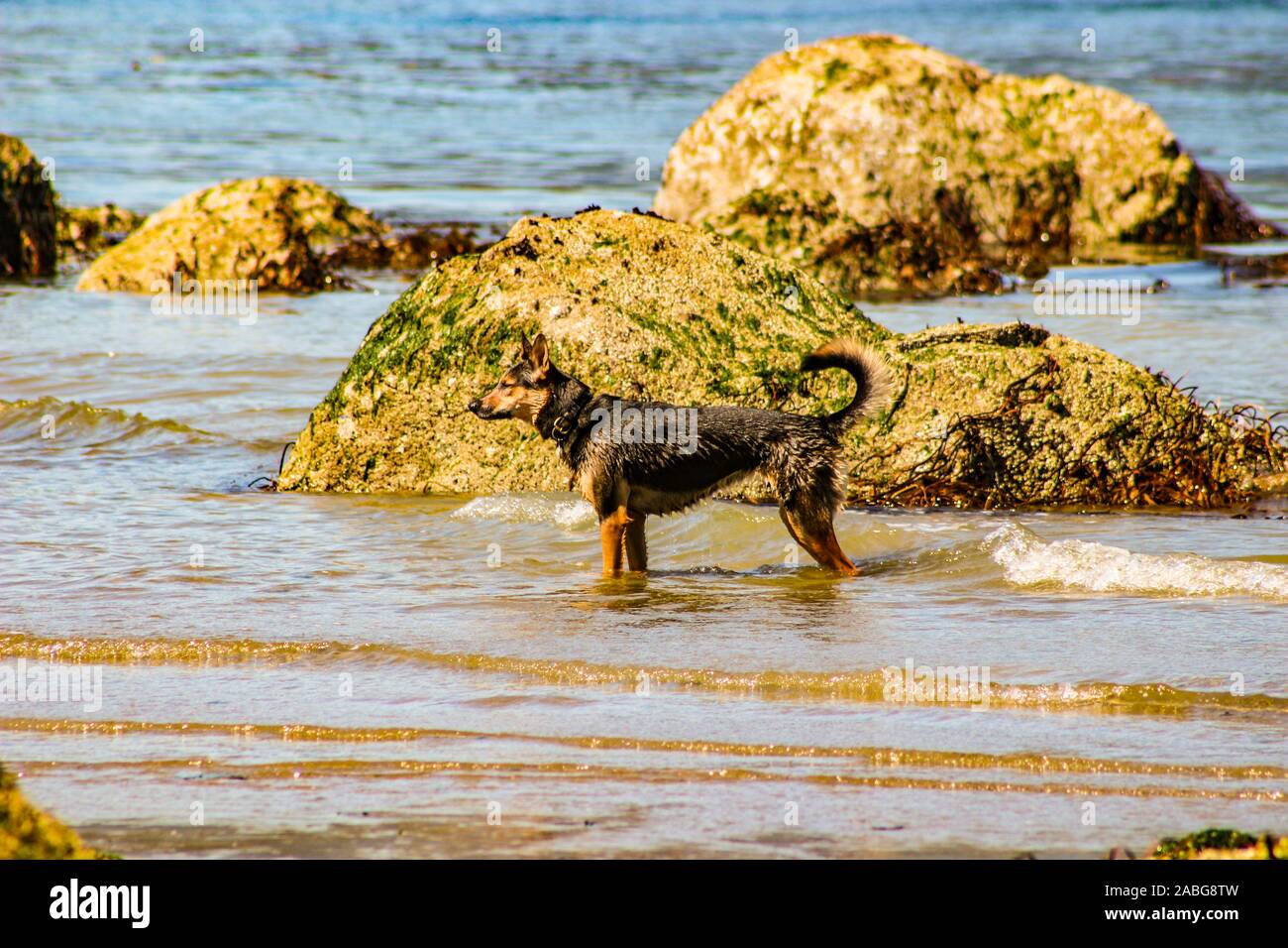 dog in the water on a beach. a nice activity to do with your dog Stock ...