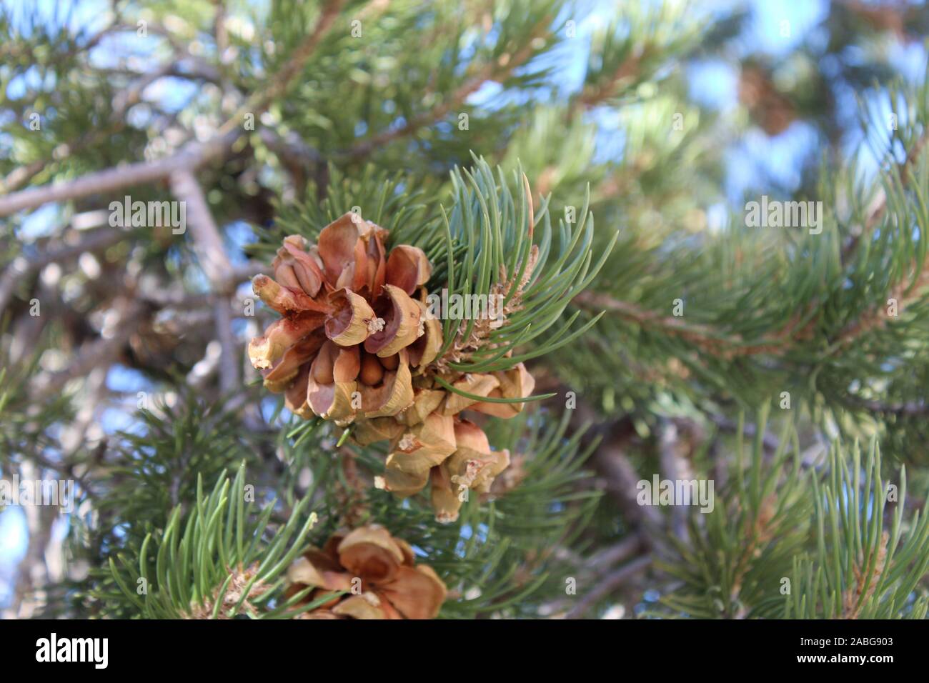 Near Ryan Mountain of Joshua Tree National Park grows the Single Leaf ...