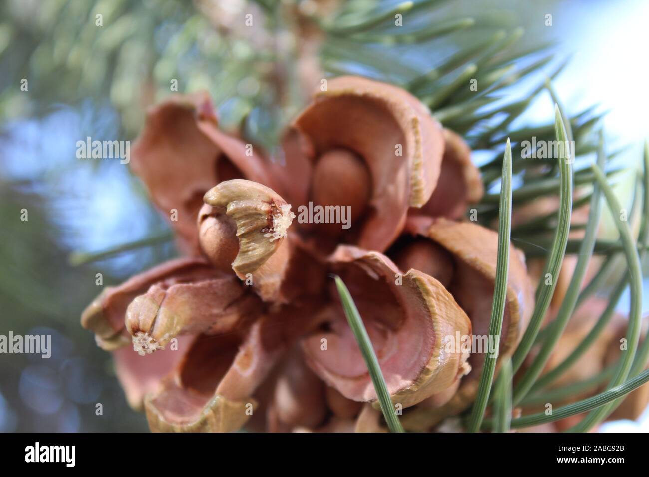 Near Ryan Mountain of Joshua Tree National Park grows the Single Leaf ...