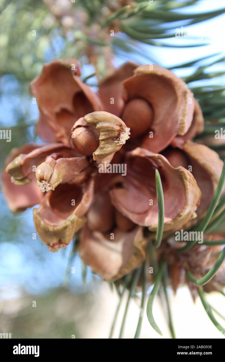 Near Ryan Mountain of Joshua Tree National Park grows the Single Leaf ...