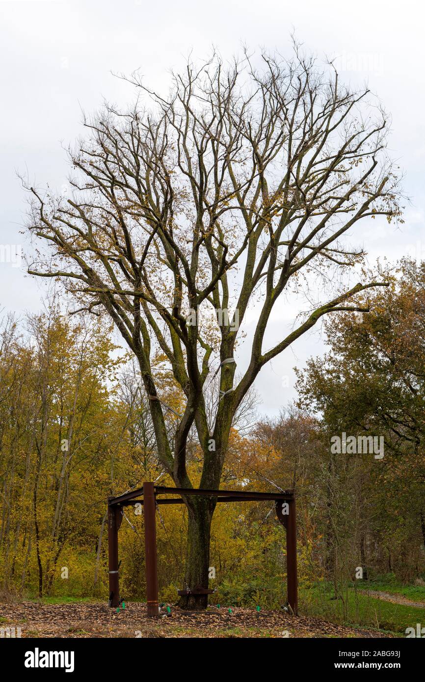 Old Elm tree - Ulmus, in a specialised metal frame for support after it ...
