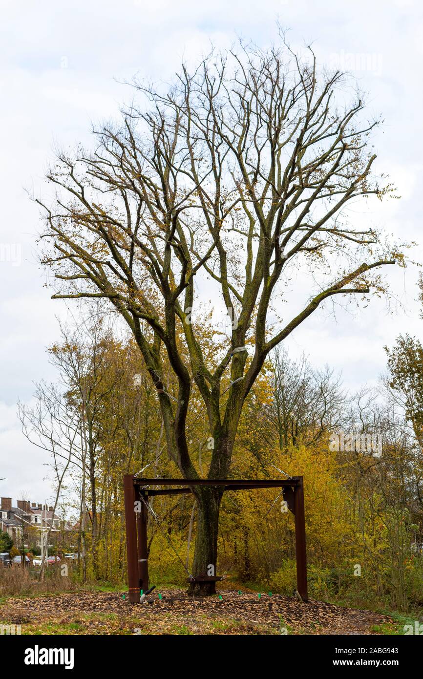 Old Elm tree - Ulmus, in a specialised metal frame for support after it ...