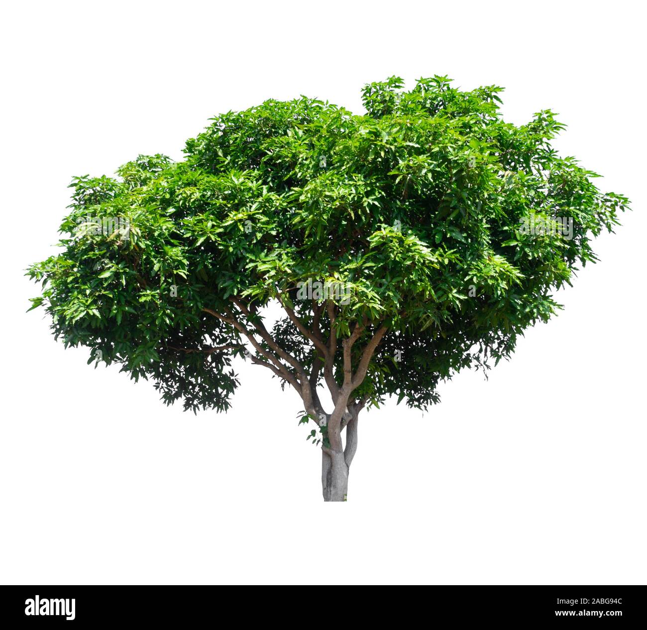 isolated mango tree on white background with clipping path Stock Photo ...
